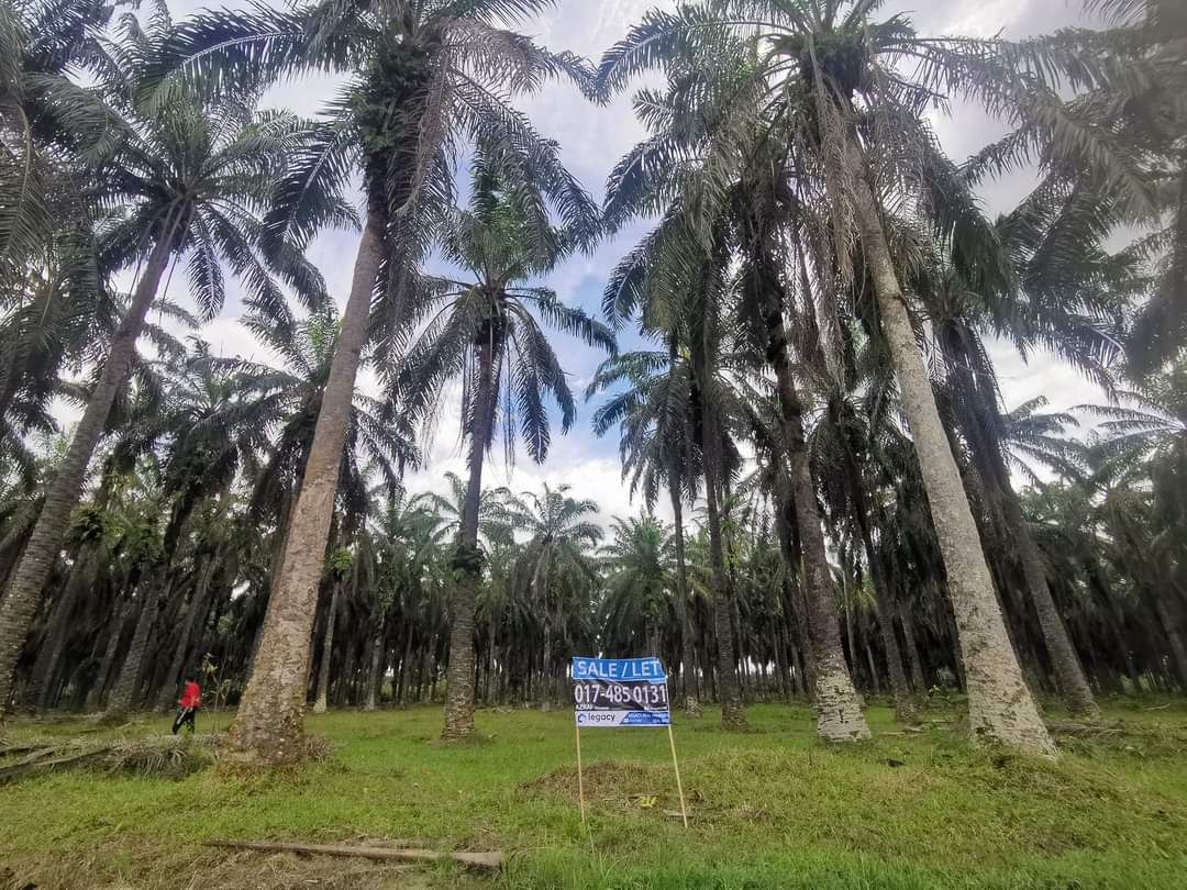 EJEN HARTANAH CHANDAN DESA SIMPANG PULAI - Ejen Hartanah Perak. Ejen ...
